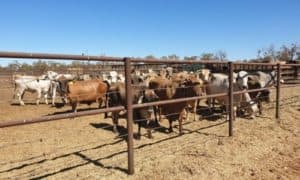 Smart Paddock Integrates LoRaWan To Its Smart Ear Tags - FutureIoT